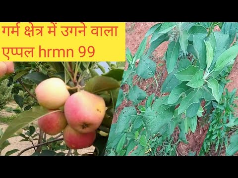 hot climate hrmn 99 apple plant - YouTube