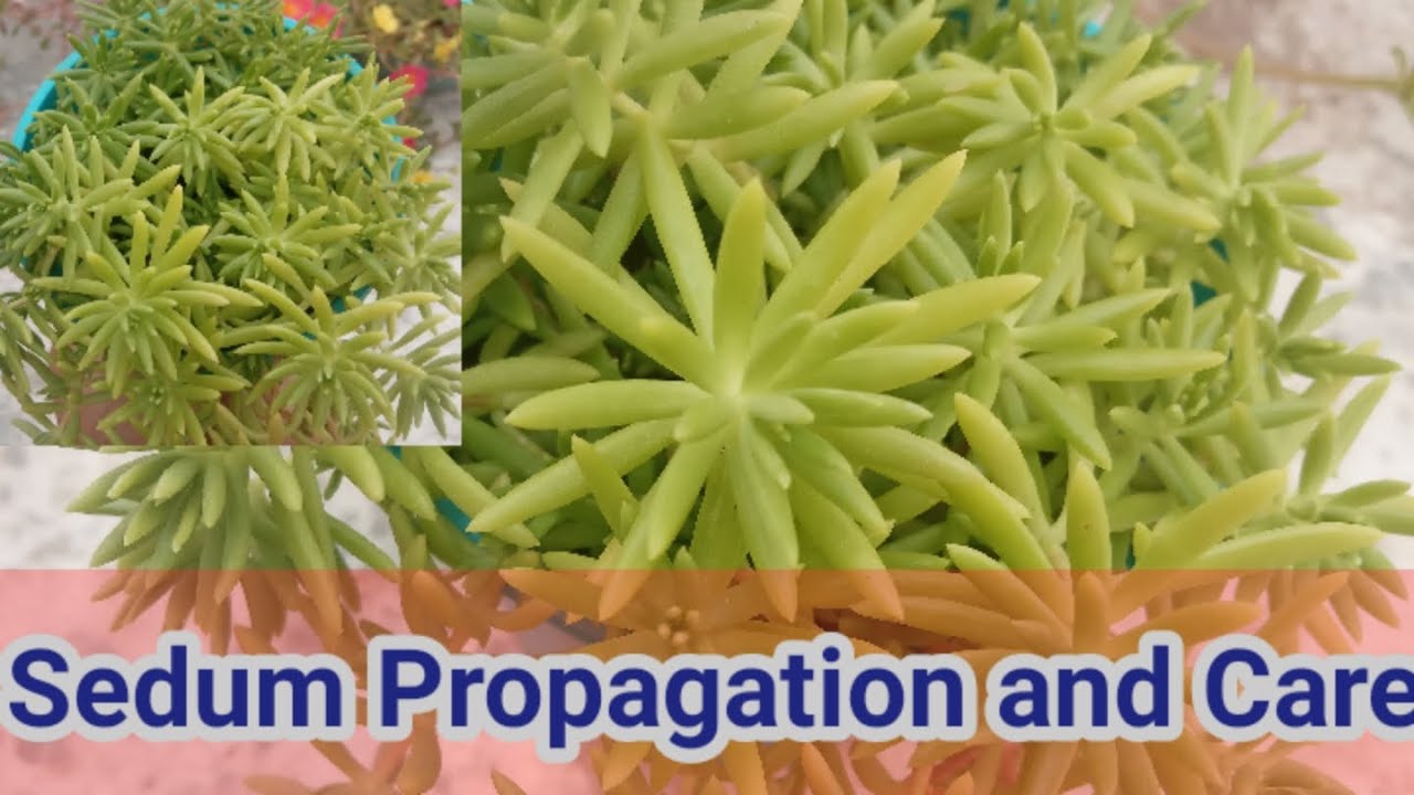 Sedum Propagation and Care/Beautiful succulent sedum/Easy to grow sedum ...