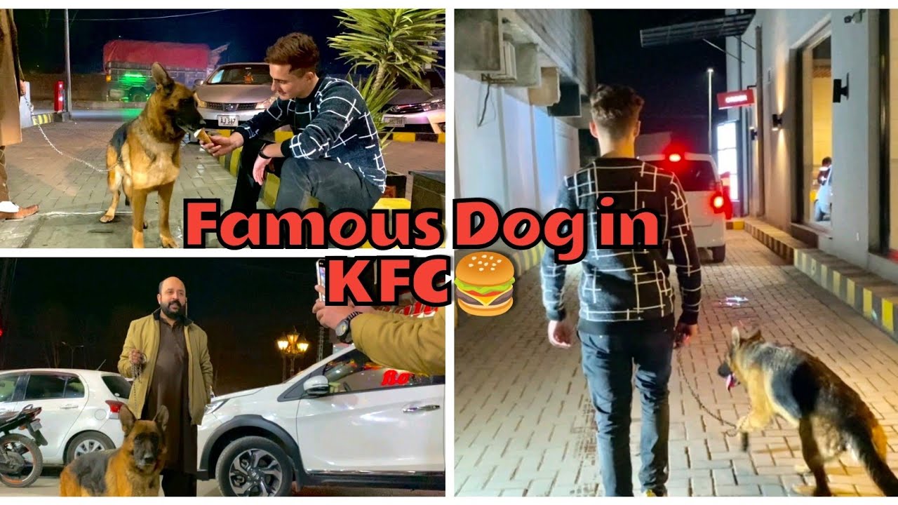 KFC Drive Thru With Dog 🐶 || Famous GSD . - YouTube