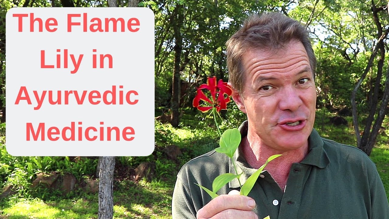 The Flame Lily in Ayurvedic Medicine - YouTube