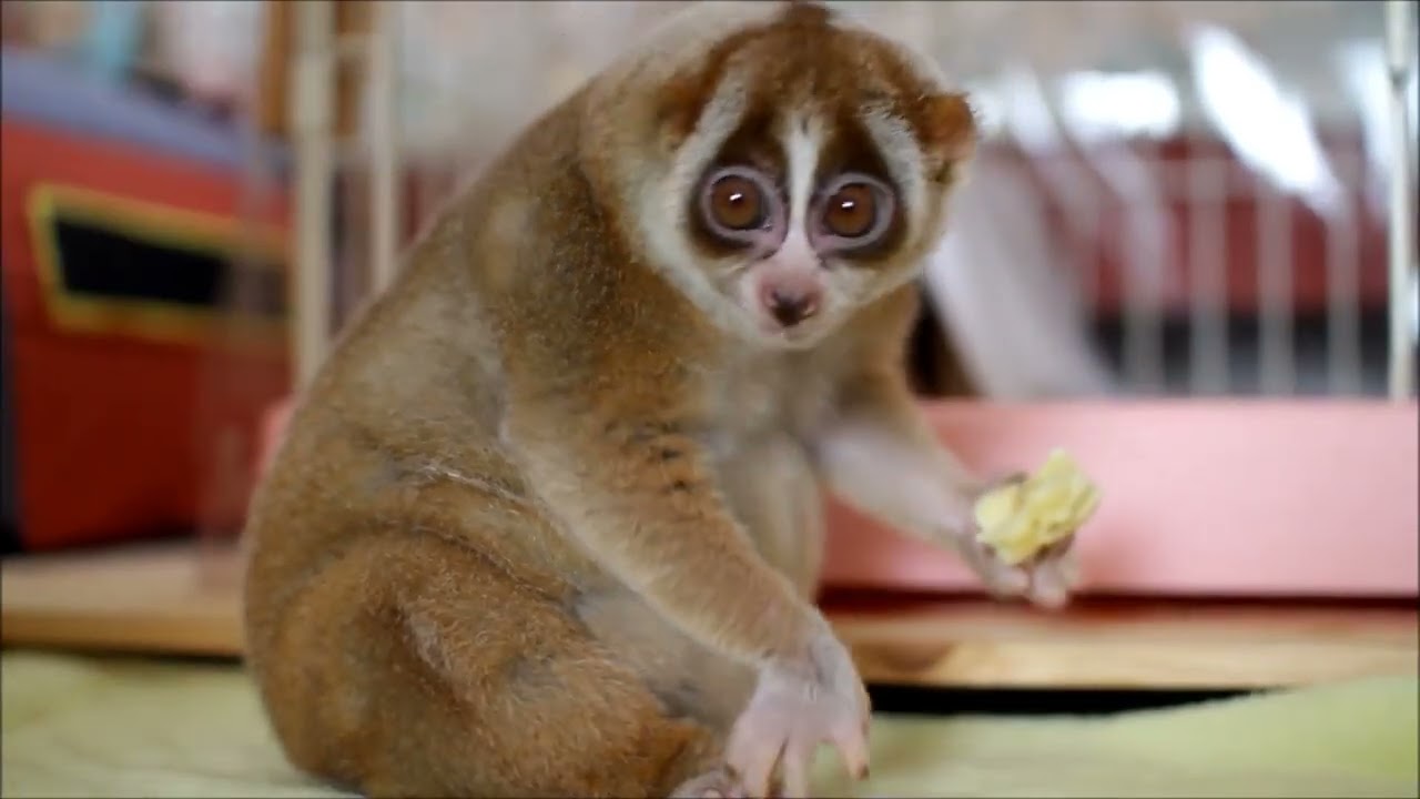 Slow Loris Eating Banana