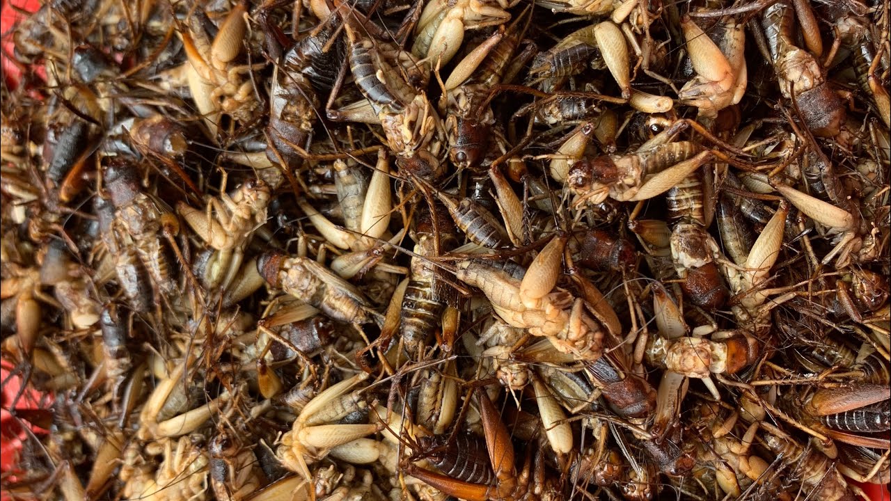Cricket deep fries taste so delicious and special food in Asia # ...