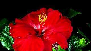 Hibiscus Flower Name In Arabic | Best Flower Site
