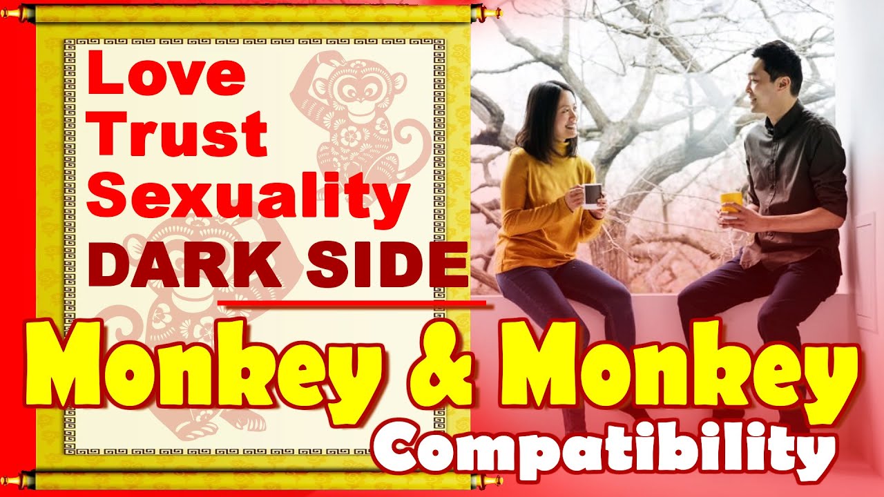 Monkey and Monkey Compatibility in Love Life, Trust, Intimacy | Monkey ...