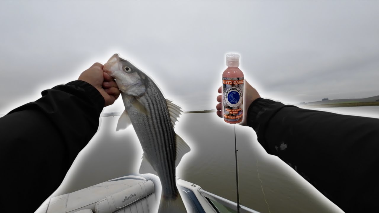 Fishing For Stripers With Scent??? | Fishing The Petaluma River - YouTube