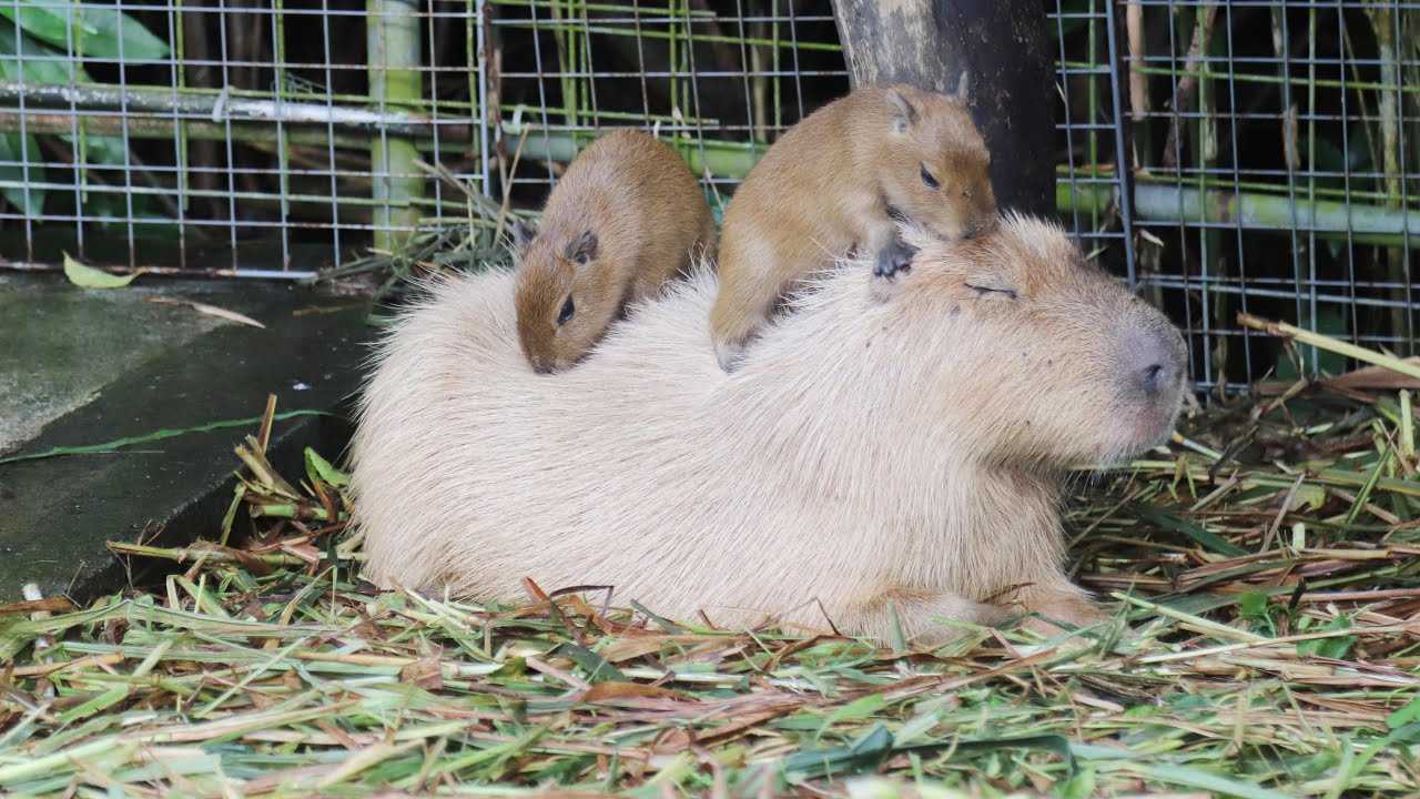 ネオパ伝統の登り隊 "Neopark Okinawa" traditional "capybara" climbing party - YouTube