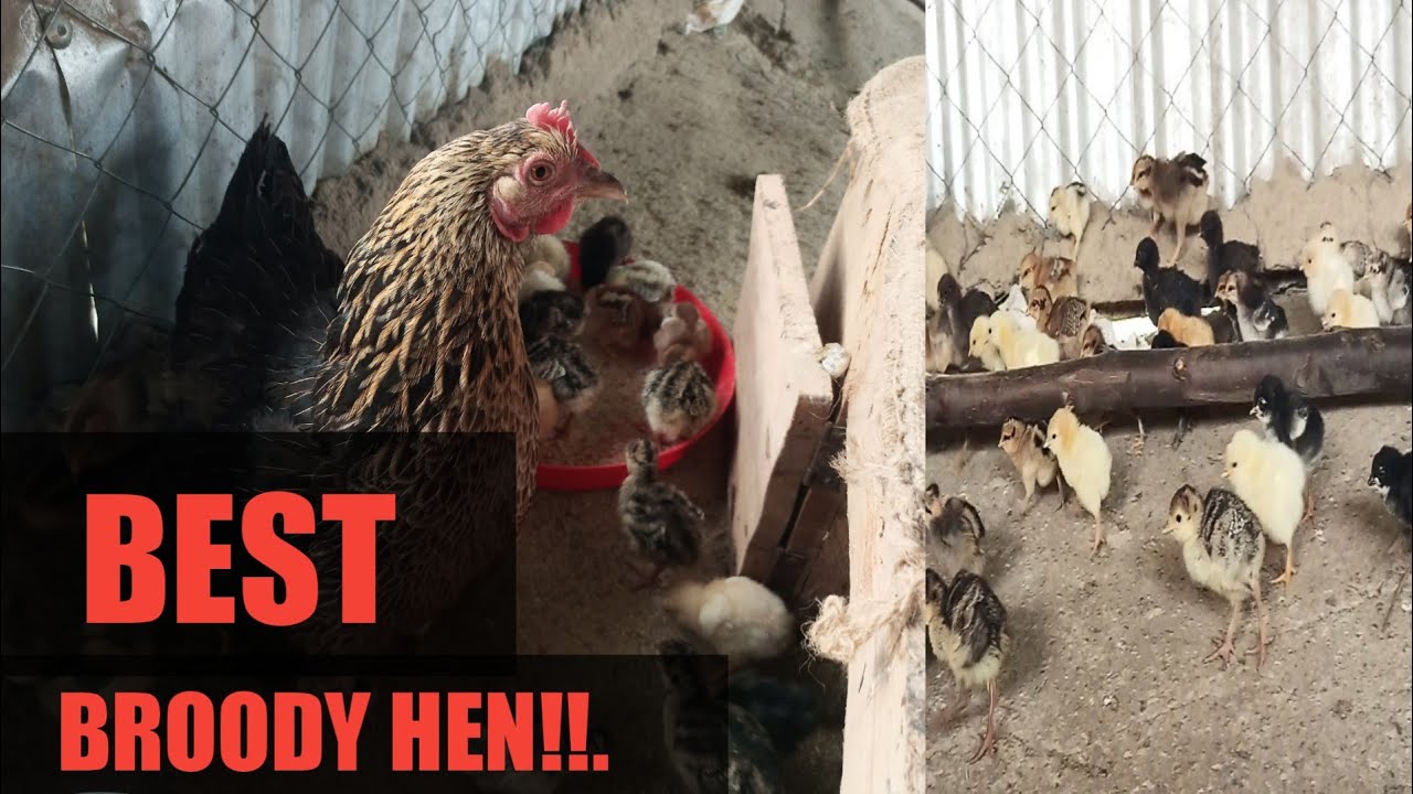 KNOW THIS BEFORE STARTING LOCAL CHICKENS!!. - YouTube