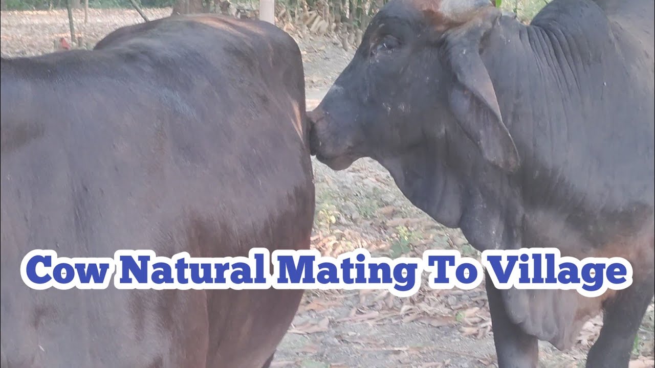 Cow Natural Mating To Village - YouTube