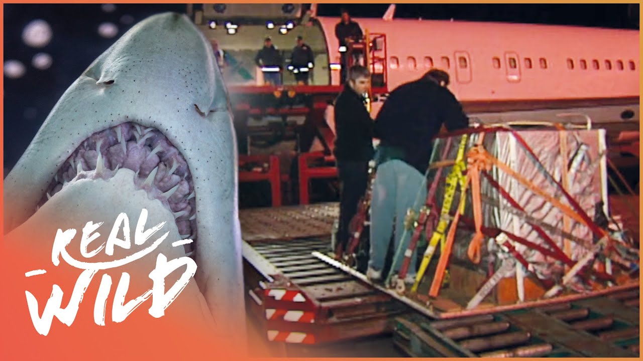 Transporting 8ft Grey Nurse Shark 1,000 Miles By Air - YouTube