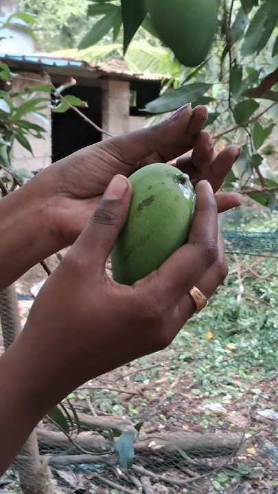 😊😊😊😊#selvam's vlog #shortvideo - YouTube