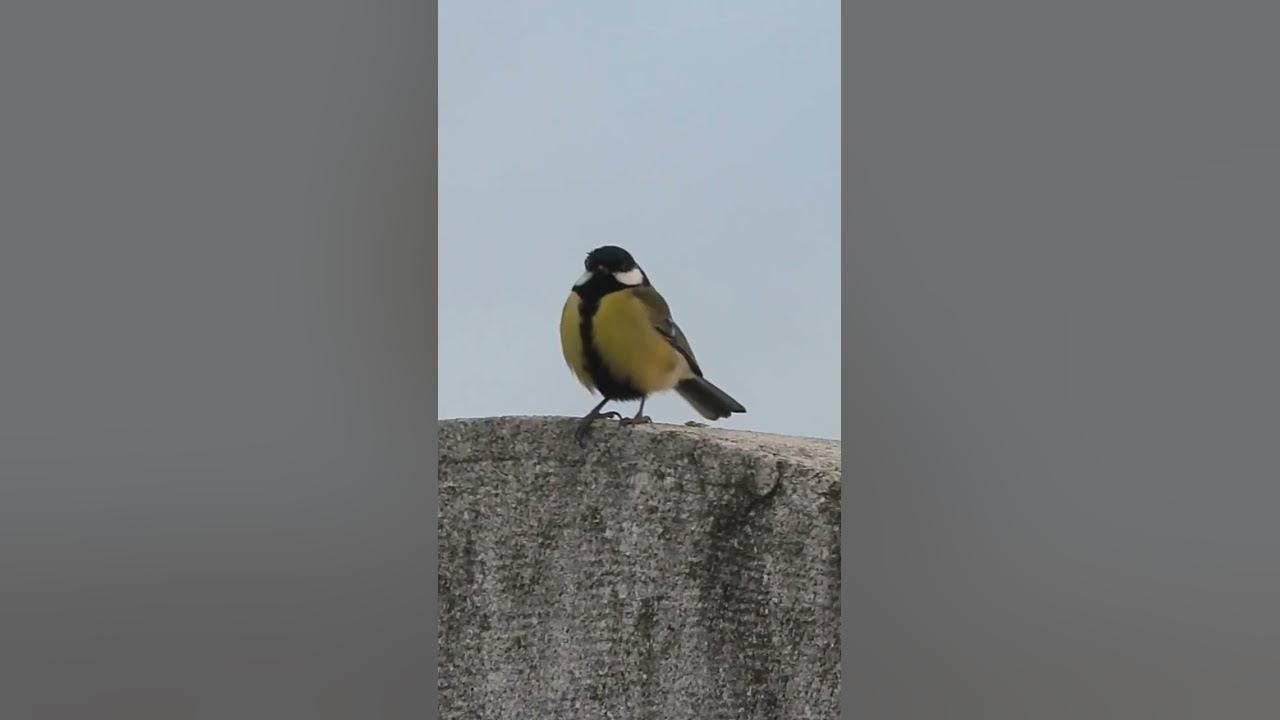Great Tit Singing Youtube