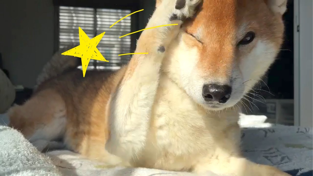 Shiba Inu's Wink 😉😉 - YouTube