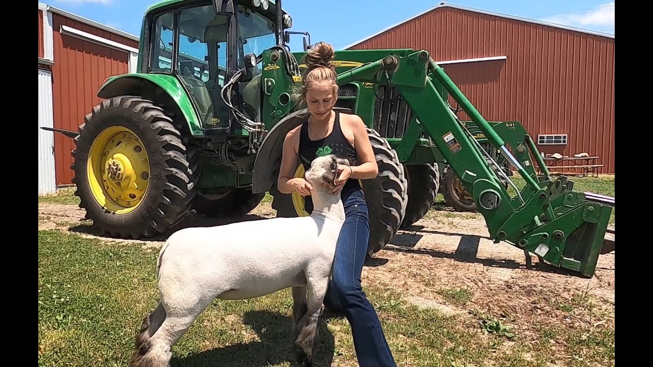 Kiley Langley FFA Lamb Project - YouTube