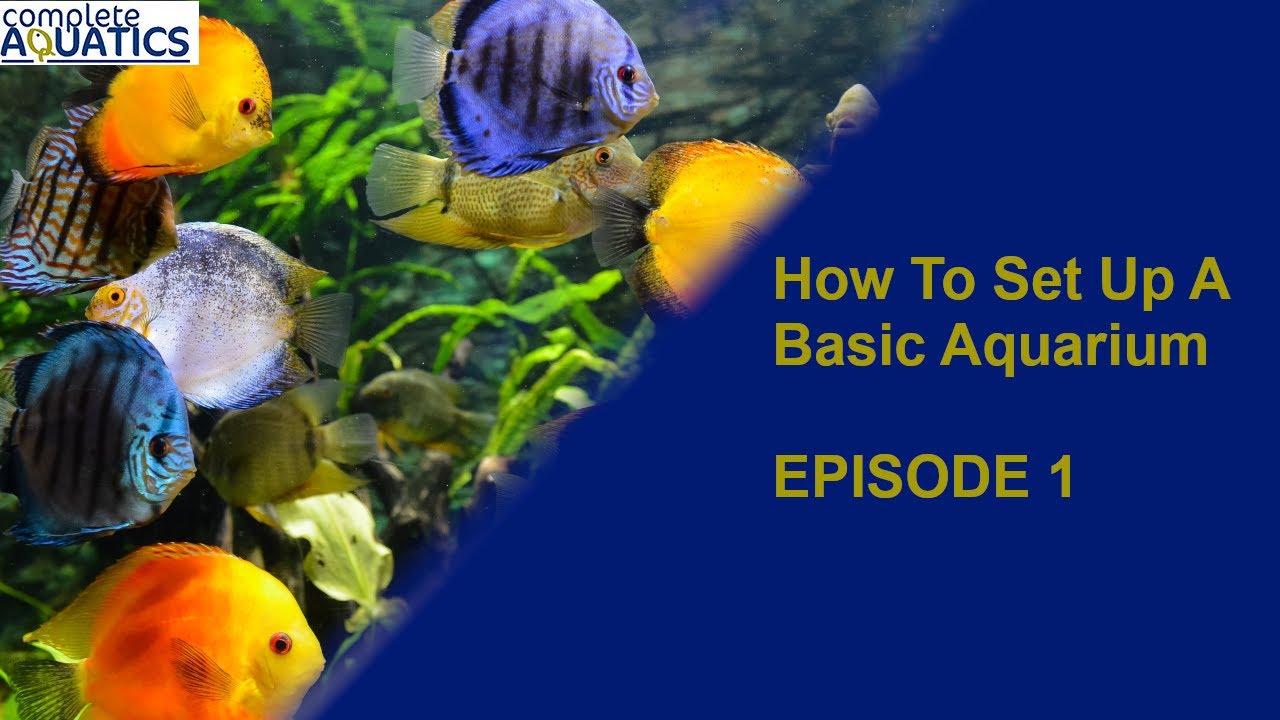 Aquarium 101 - How to set up a basic aquarium Episode 1 - YouTube