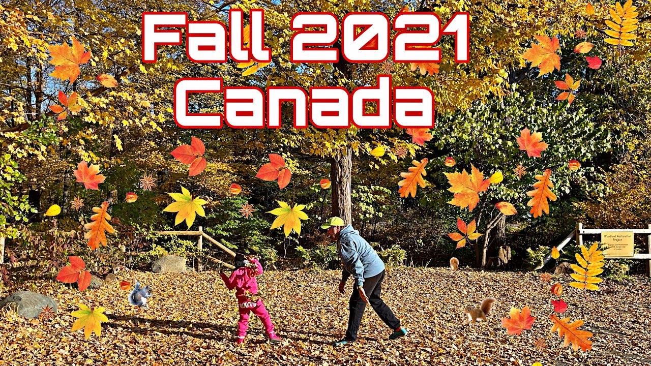 FALL 2021|FALL LEAVES #fallleaves #fallincanada #canada #ontario - YouTube