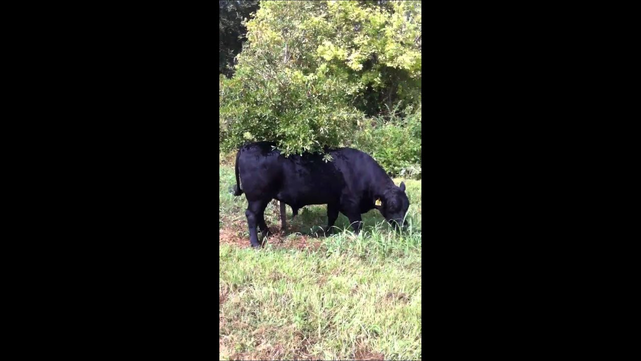 Black Angus Bull son of Boyd Poundmaker - YouTube