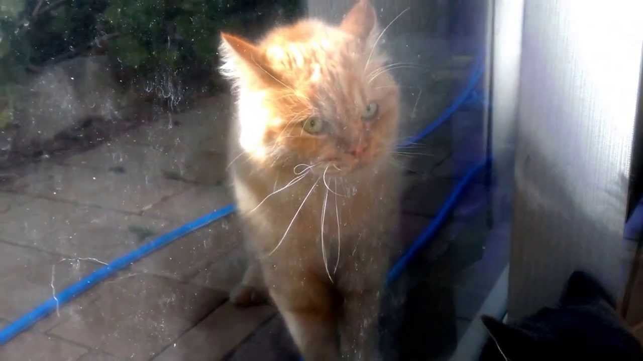 angry cat vs clueless cat - YouTube