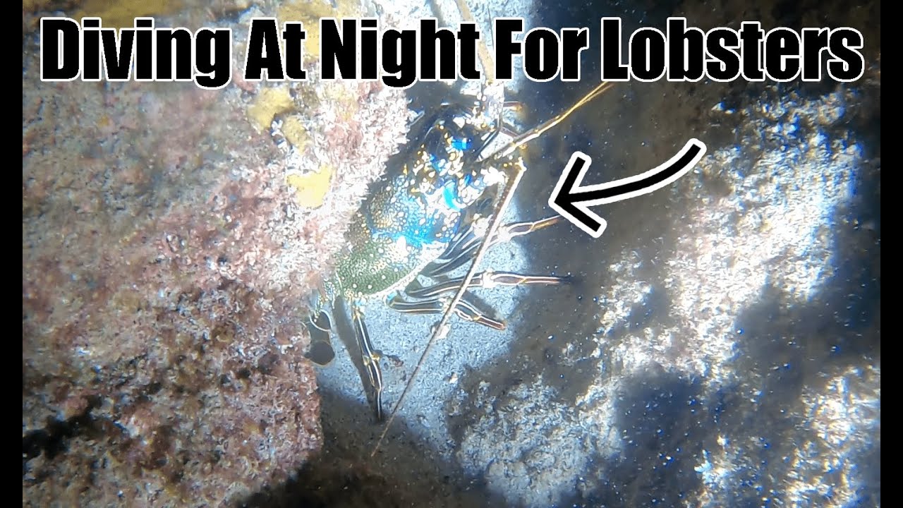 Lobster DIVING AT NIGHT In Hawaii - YouTube