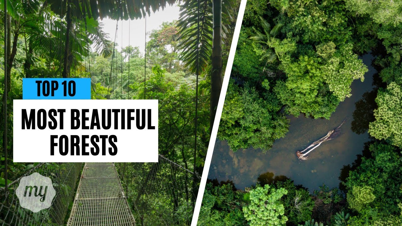 10 Most Beautiful Forests in the World - YouTube