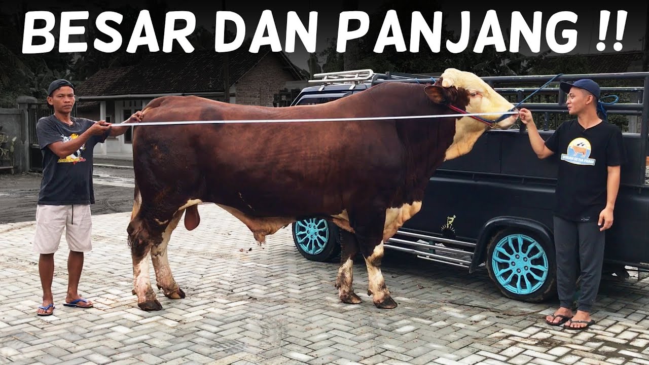 JADI SAPI TERPANJANG DI SETIA FARM - RAHWANA BAHAGIA !! Sapi Super 1 ...