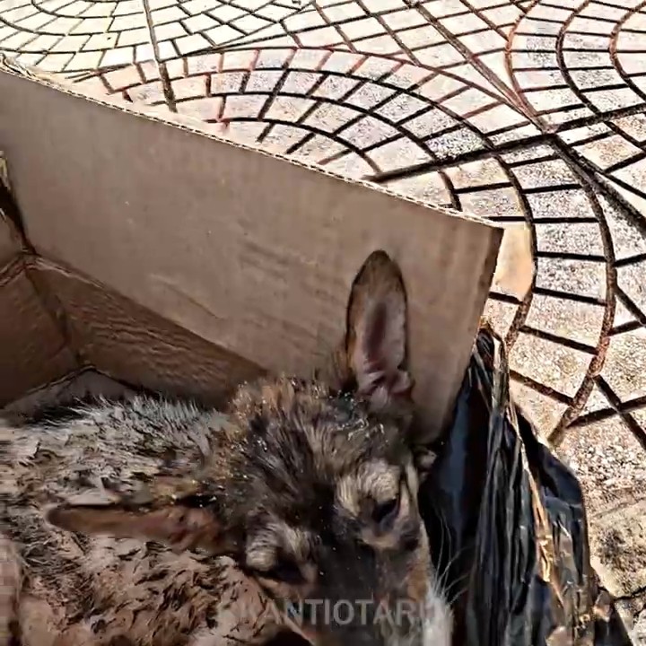 sos cats 🐈🐈#cat #sos - YouTube