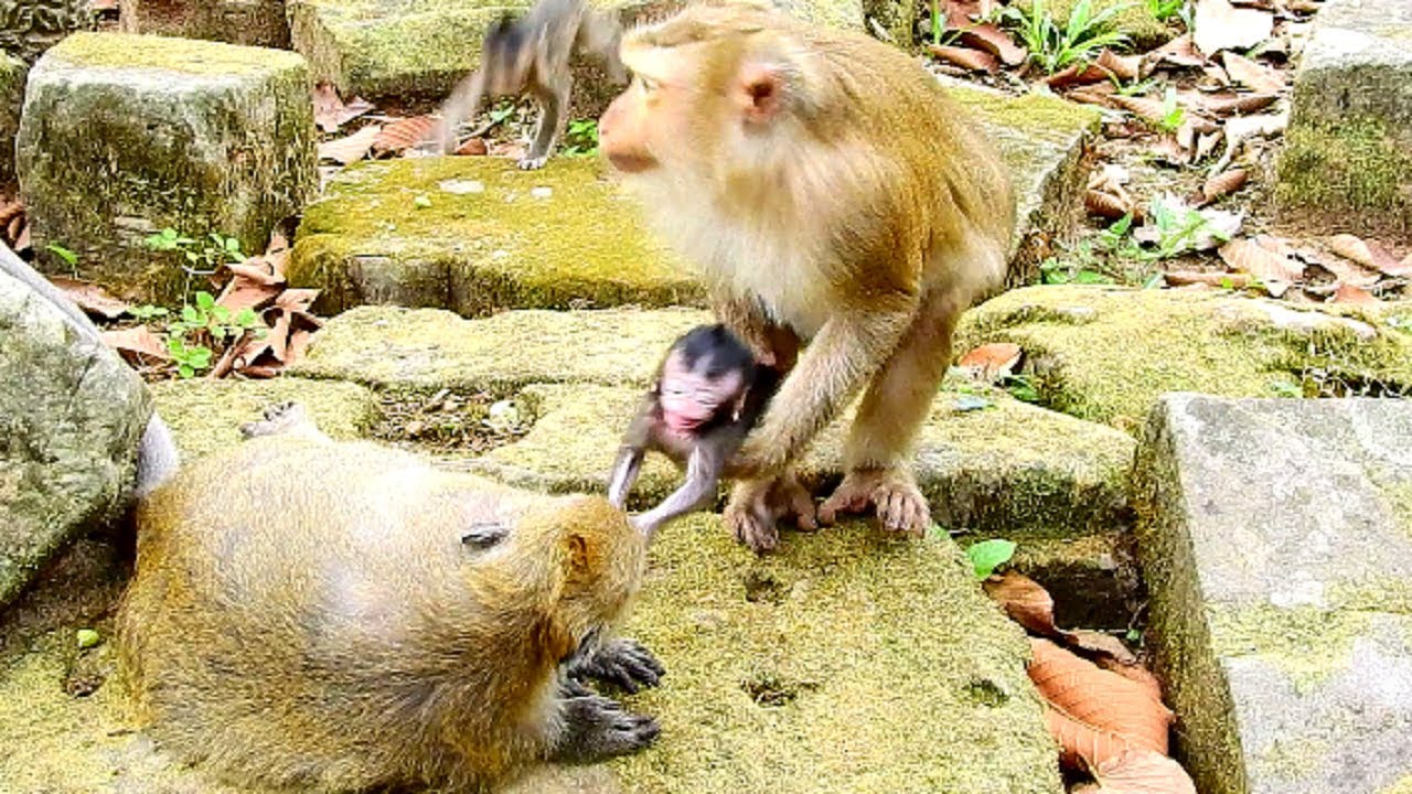 Daniela angry Ashley catching baby monkey, Daniela will need milk from ...