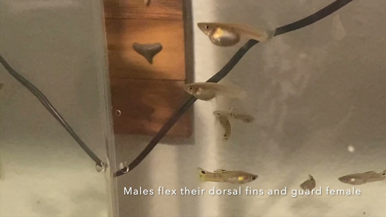 Swamp Guppy (Poecilia picta) - YouTube