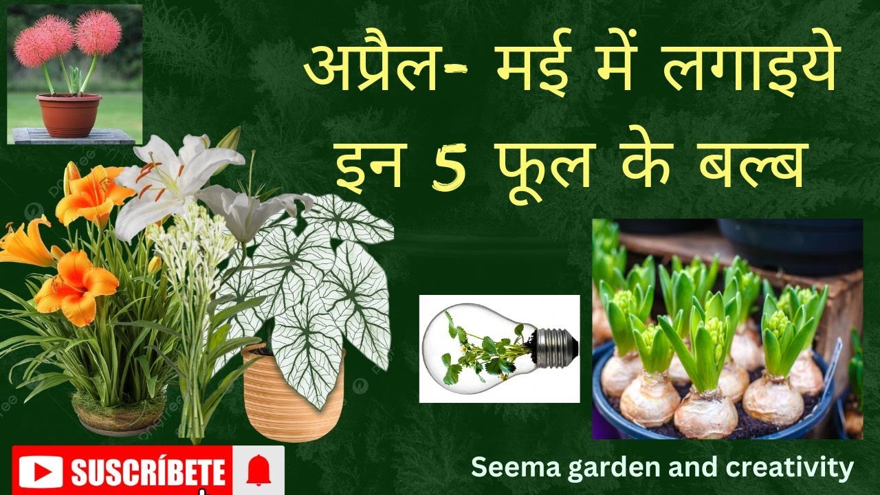 Bulb se Grow hone wale 5 Flower Plants || बल्ब से लगाये इन 5 फूलों के ...