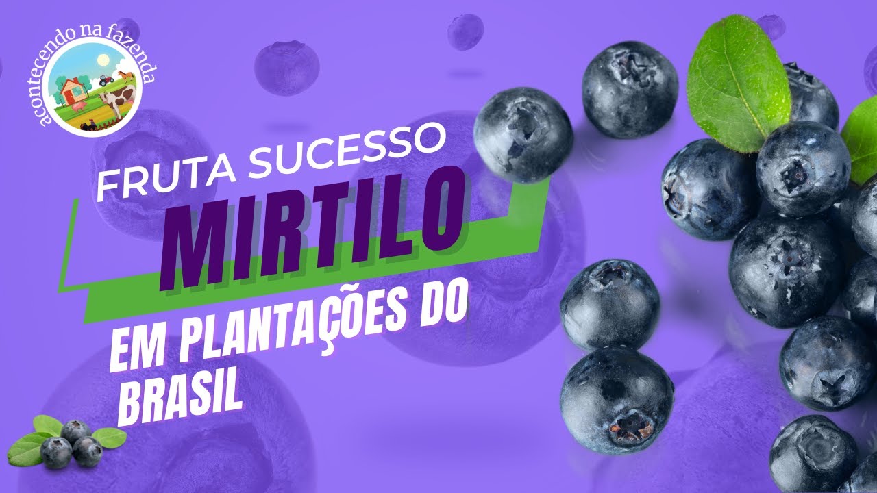 Mirtilo, fruta que tem sido um sucesso em plantações no Brasil! - YouTube
