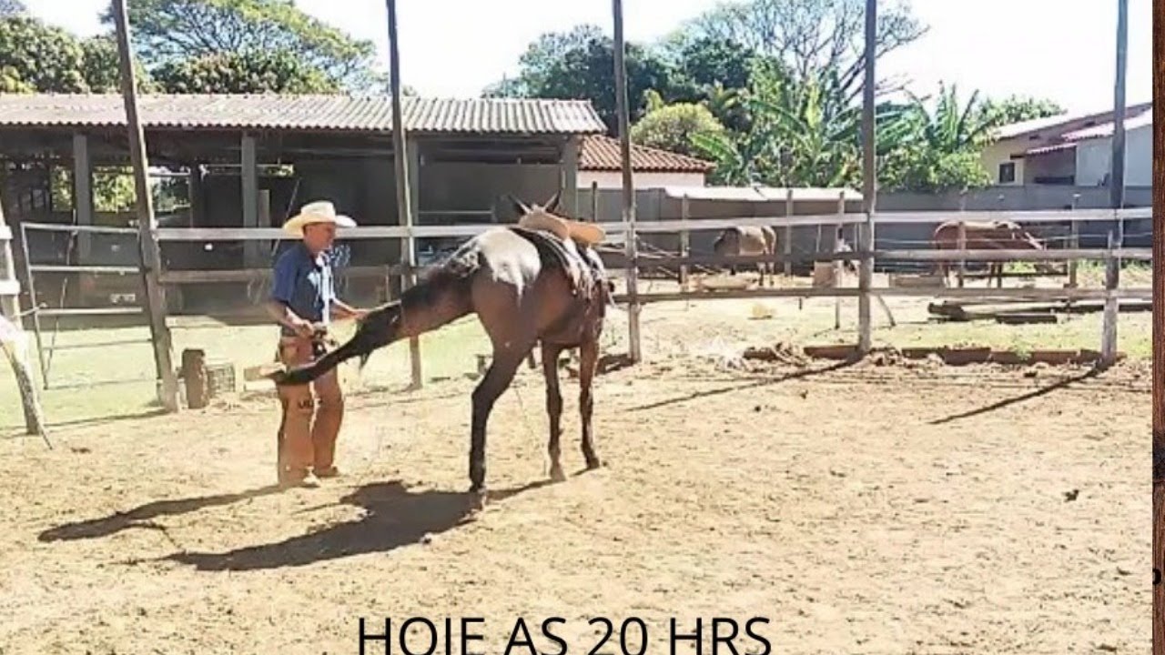 Live : animal quen pula - continuação na prática !! - YouTube
