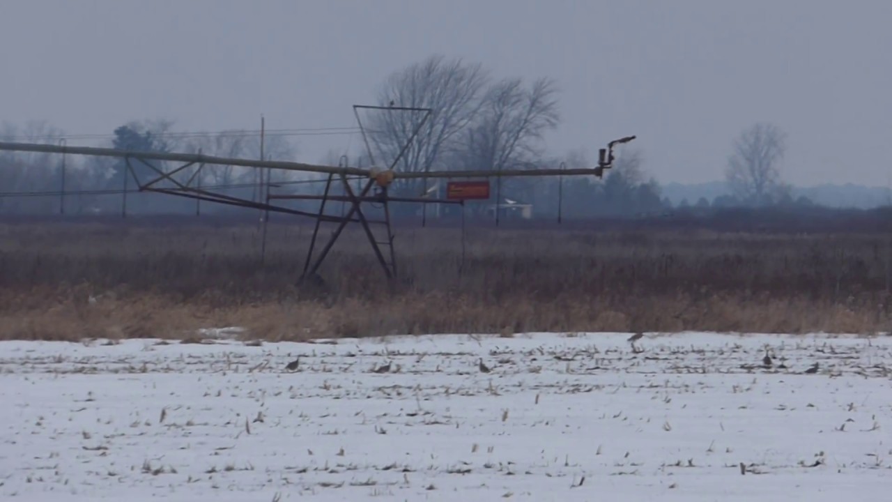 Greater Prairie Chicken flock taking flight - YouTube