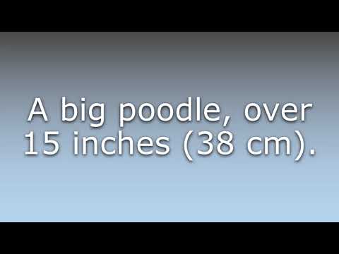 What Does Poodle Mean In Slang