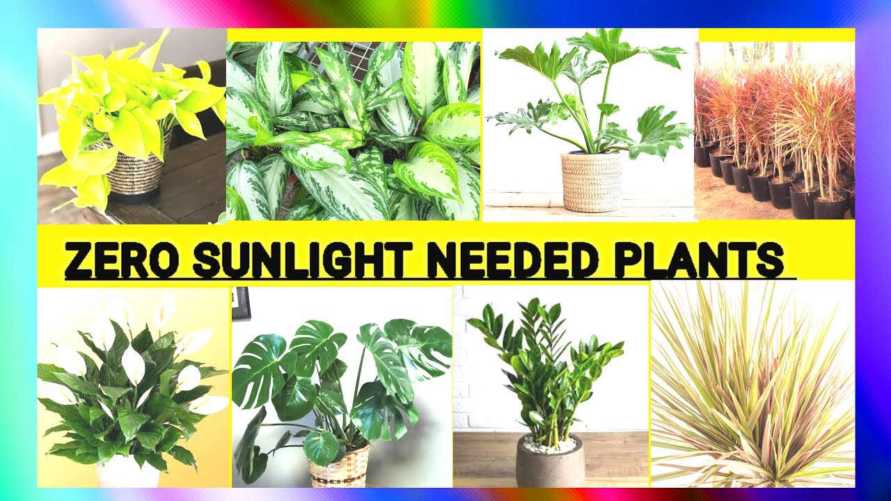 Zero sunlight needed plants || Low light indoor plants || Berhampur ...