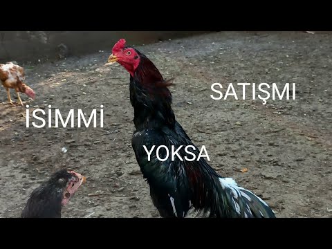 # 140 # HANGİ HOROZ İSİM HANGİ HOROZ SATIŞ YAPTIRIR???