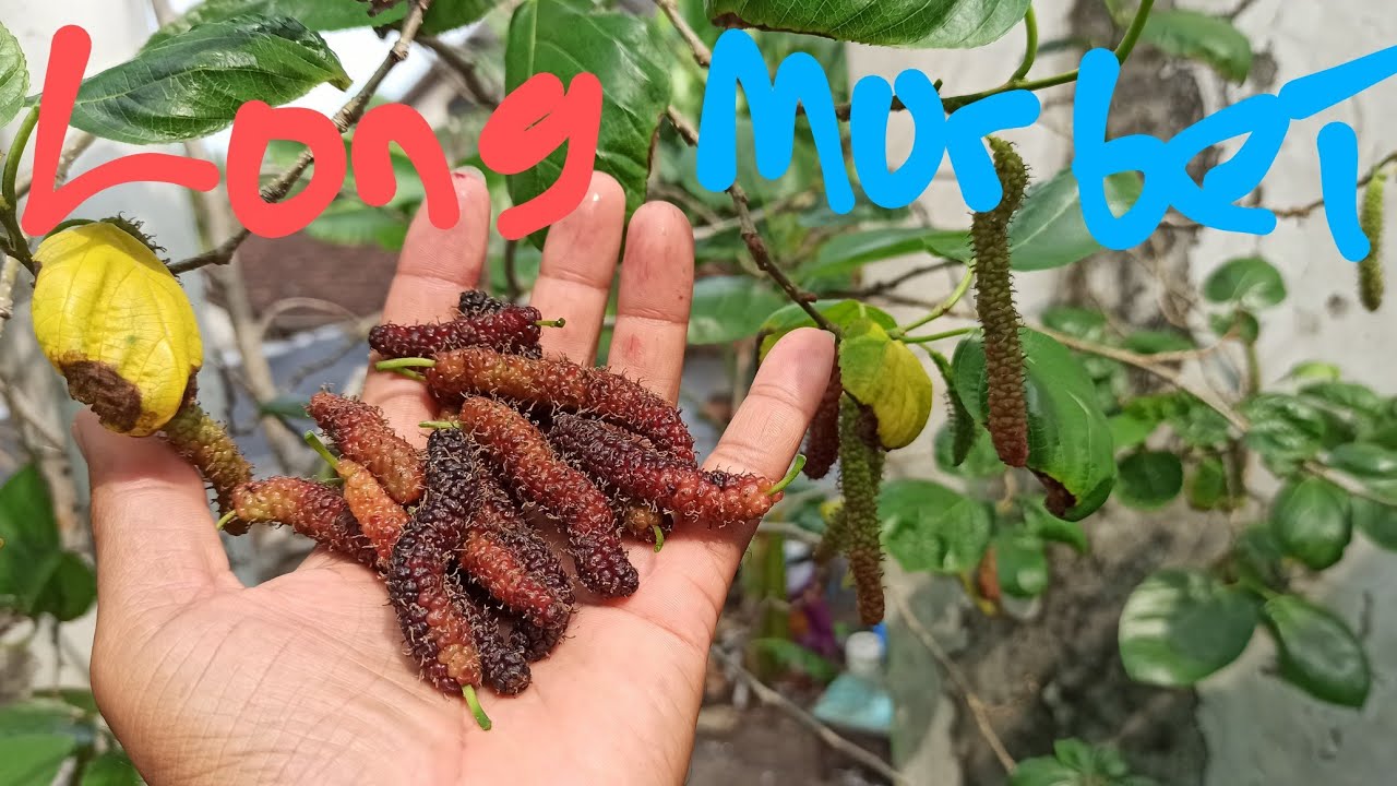 🔴⁉️ Long murbei ikan terapi panen sekalian terapi mantap @alqarnimurbei ...