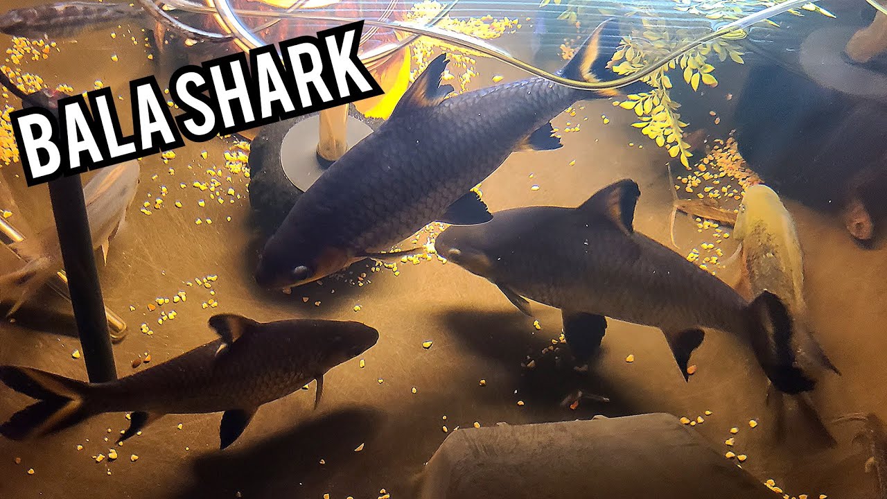 Monster Bala Sharks in the Pond - YouTube