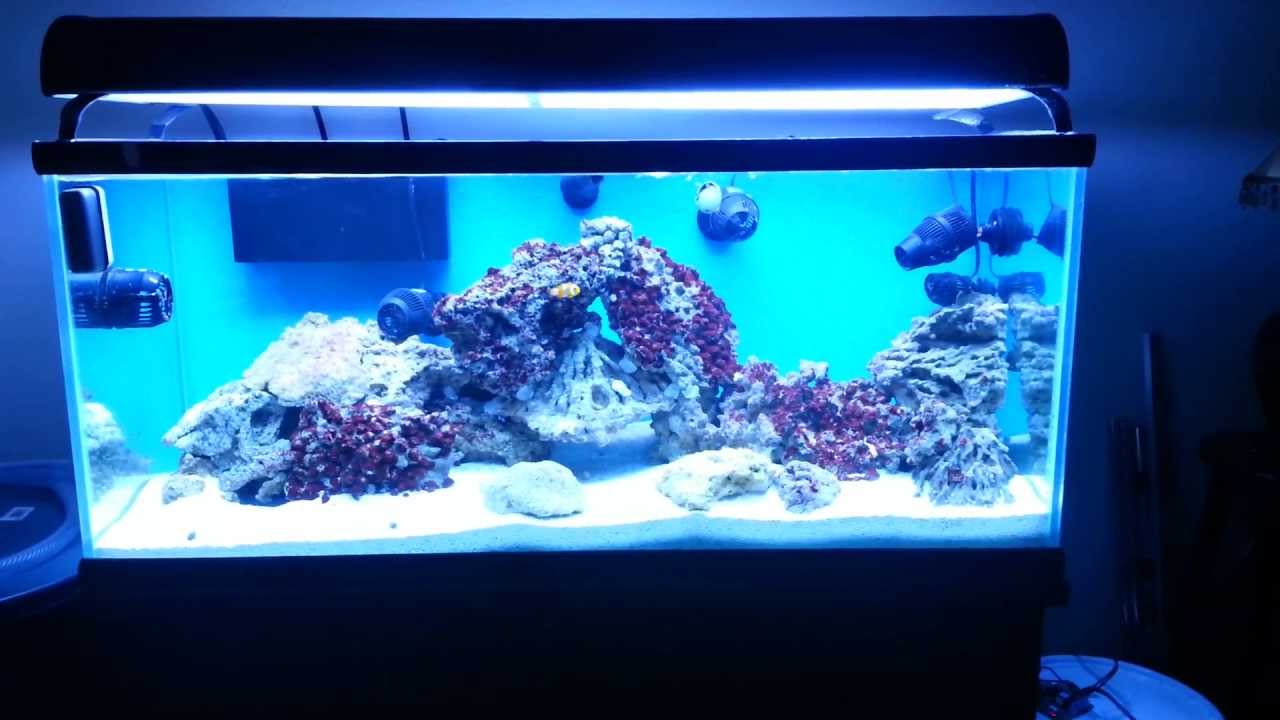 My 75 Gallon Reef Tank Update 24 Oct. 2013 - YouTube