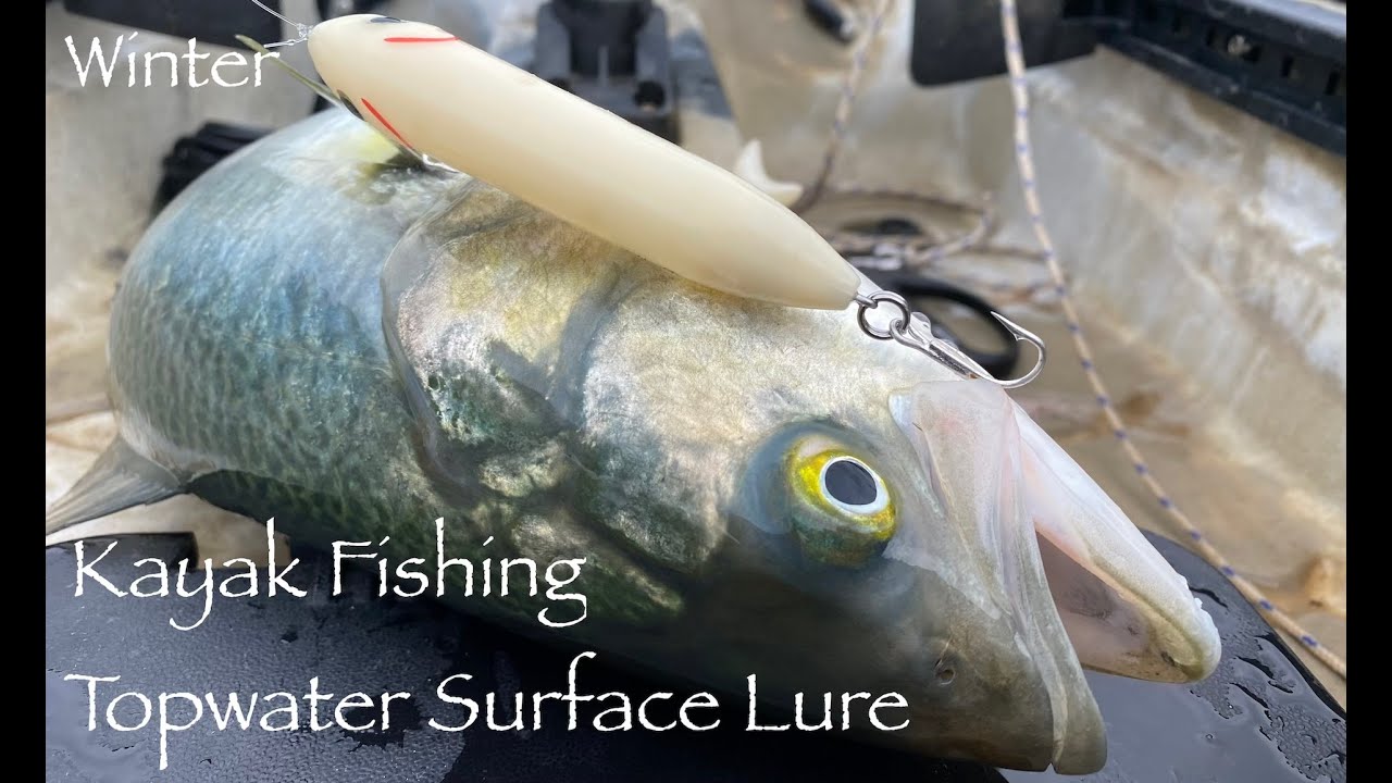 Topwater surface lure Fishing | Kayak fishing I Sydney Harbour Fishing ...