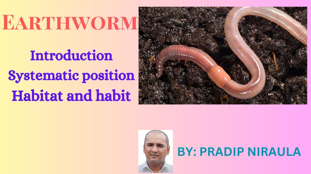 Earthworm: Introduction, Systematic Position, Habitat and Habit - YouTube