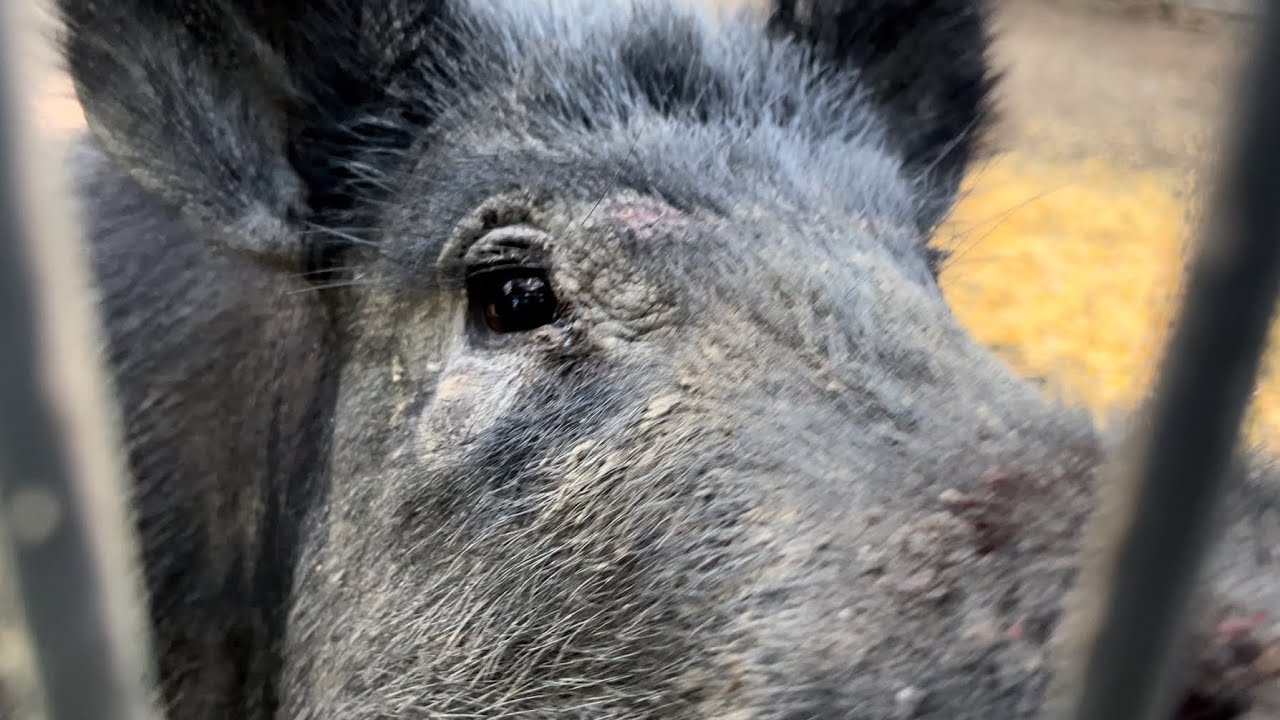Trapping big boar and beavers. 24 hour road trip for Texas turkey - YouTube