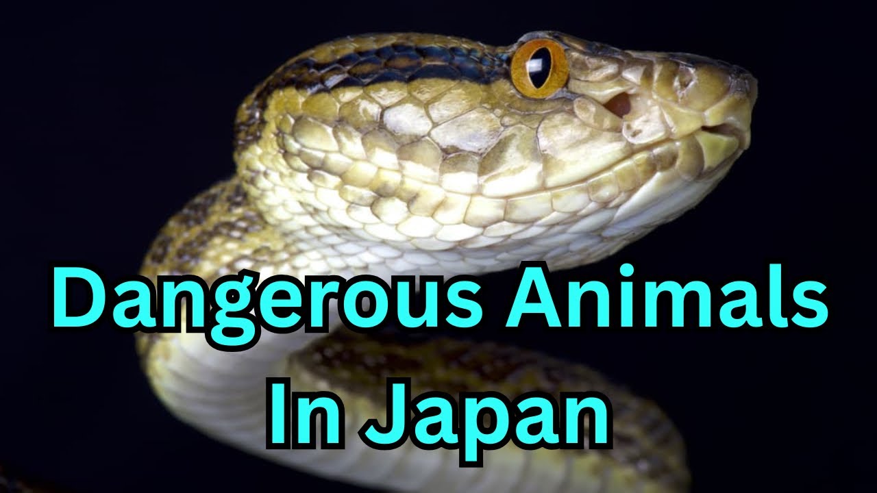 Dangerous Animals in Japan - YouTube