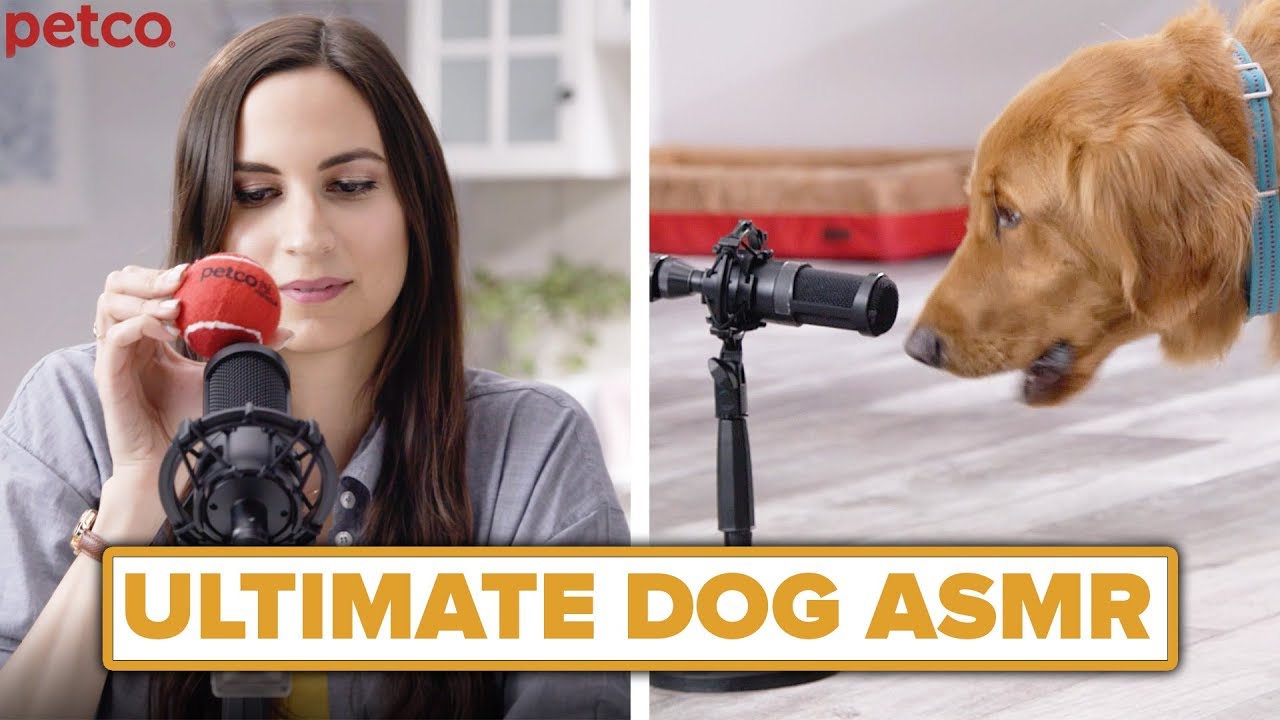 The Ultimate Dog ASMR // Presented by Petco - YouTube