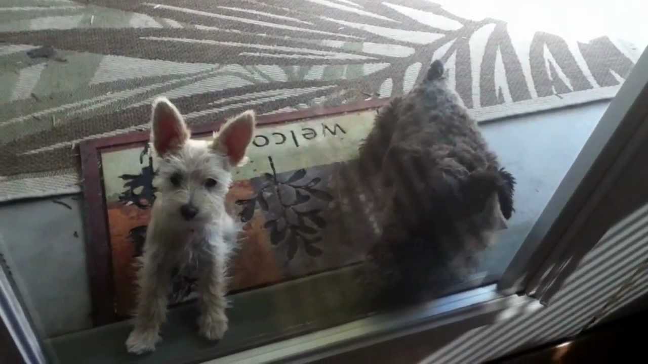 British animal singers with power - YouTube