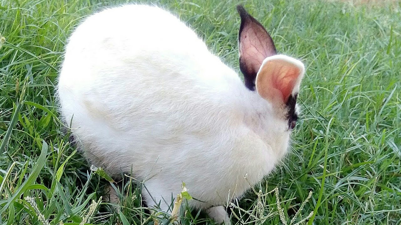 Wonderful Rabbit Giving Birth To 2 Baby At Home | Baby. . - YouTube