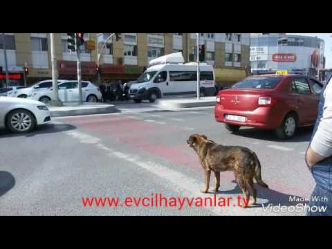 ARABA KÖPEĞE  ÇARPTI MI?