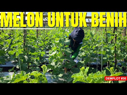 TETAP TERJAGA DARI HAMA DAN PENYAKIT SAMPAI PANEN ‼️ Demplot#30 - YouTube