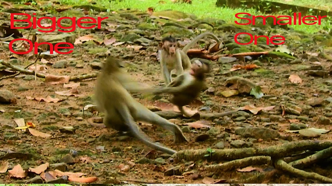 Monkey Fight, Cutie Baby With Bigger Monkey - YouTube