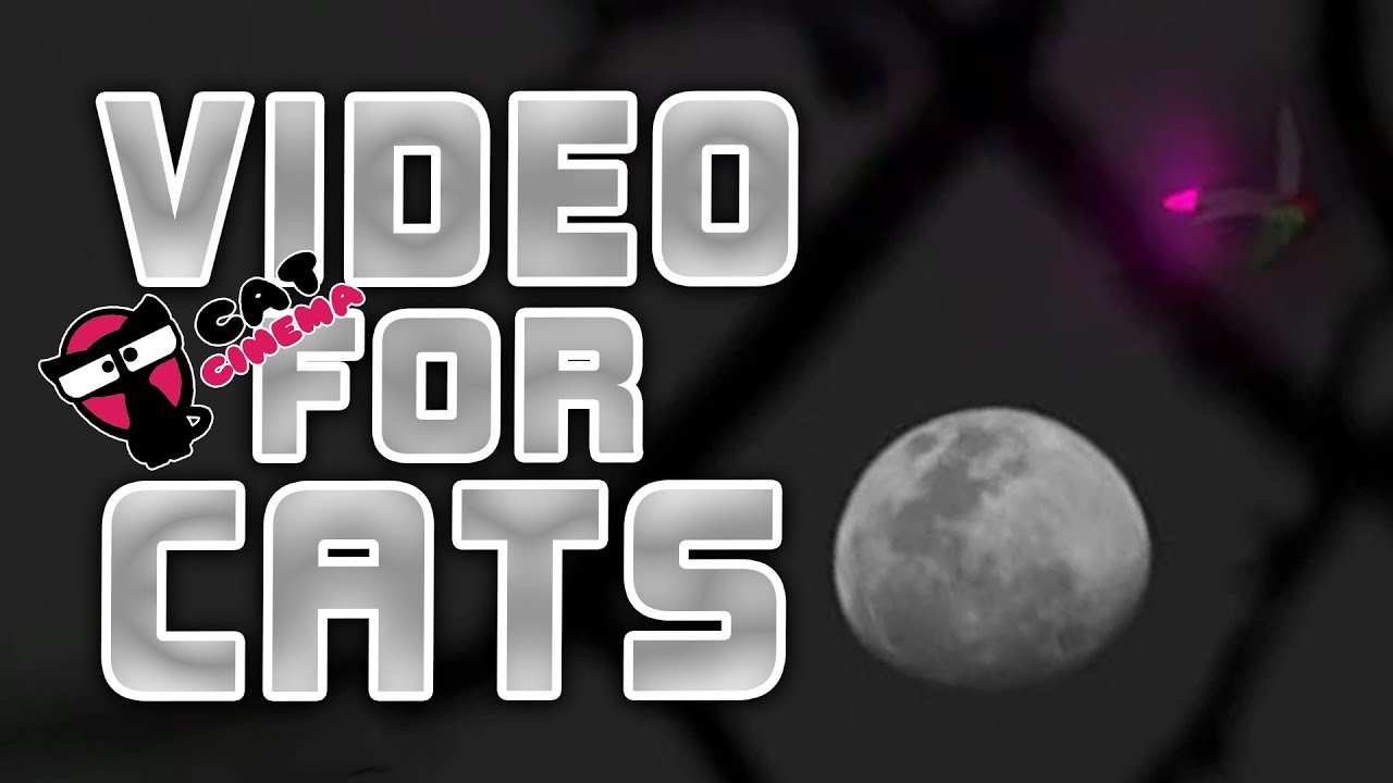 Cat Tv Entertainment video for cats to watch - Cat game for Cats and ...