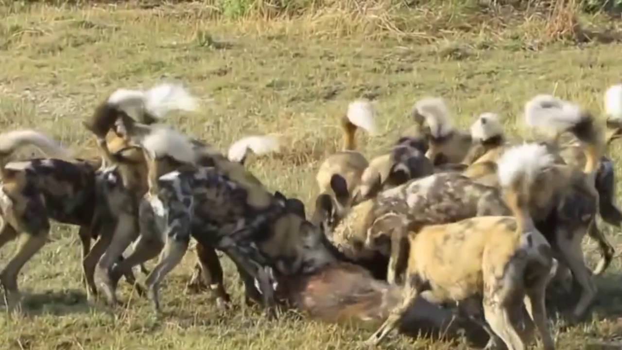 Wild Dogs Eat Pumba Alive ! (GRAPHIC CONTENT) - YouTube