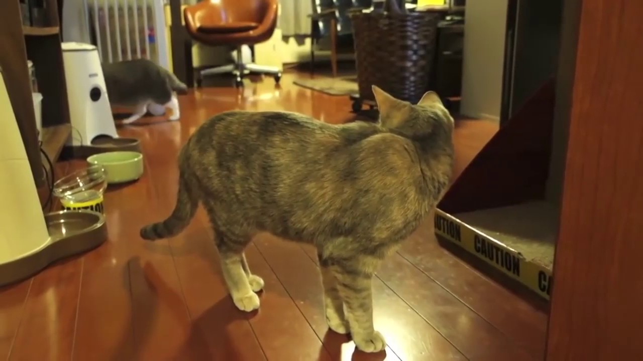 Jeramy Mendoza, funny elizabethan collars in cats clip14 - YouTube